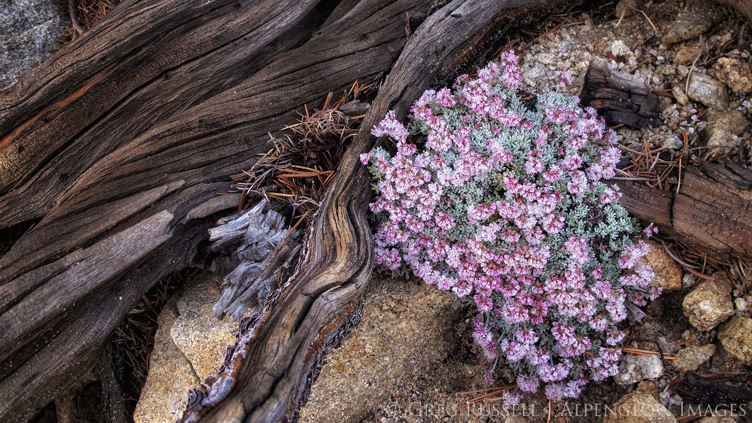 Alpenglow Images Alpenglow Images | Landscape & Nature Photography by ...